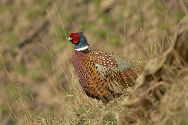 Early optimism for the 2016 pheasant hunting season - Outdoor News