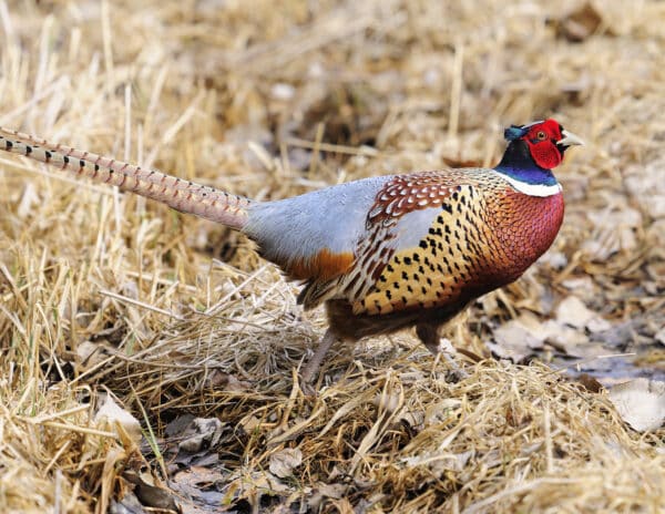 Pennsylvania might require pheasant permit - Outdoor News