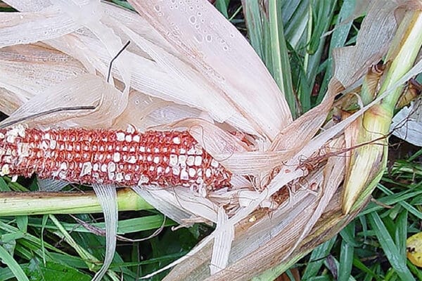 Farmers report more crop damage by deer - Outdoor News