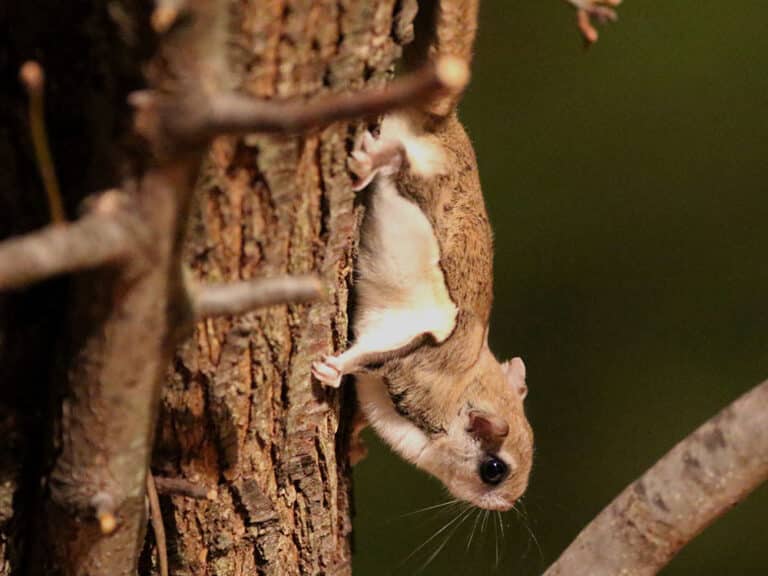 Ever try to attract flying squirrels? Here’s how to do it - Outdoor News