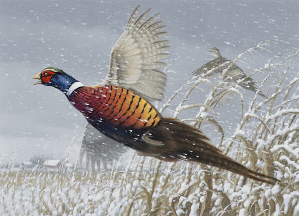 Rushford's Michael Sieve wins Minnesota Pheasant Habitat Stamp contest ...