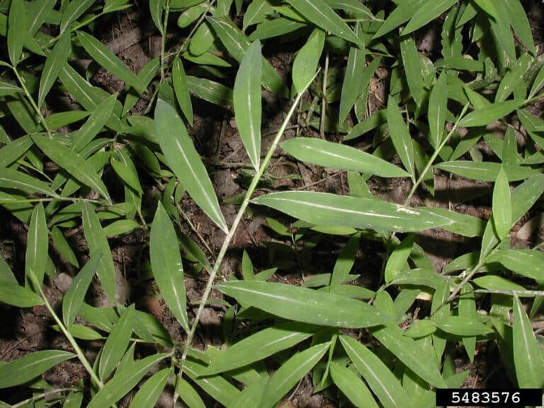 Invasive Japanese stiltgrass found near Ann Arbor - Outdoor News