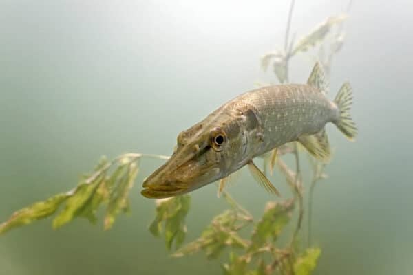 DNR: New northern pike regs highlight 2018 Minnesota fishing rule ...