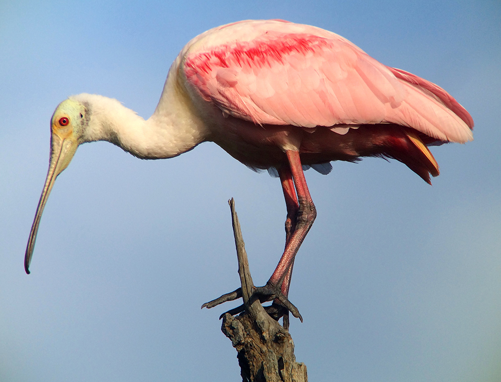 Amazing birdwatching find: Minnesota’s first roseate spoonbill ...