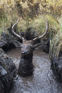 Hunters save elk from a muddy grave - Outdoor News