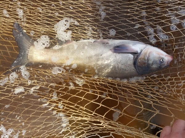 Invasive silver carp captured in St. Croix River - Outdoor News