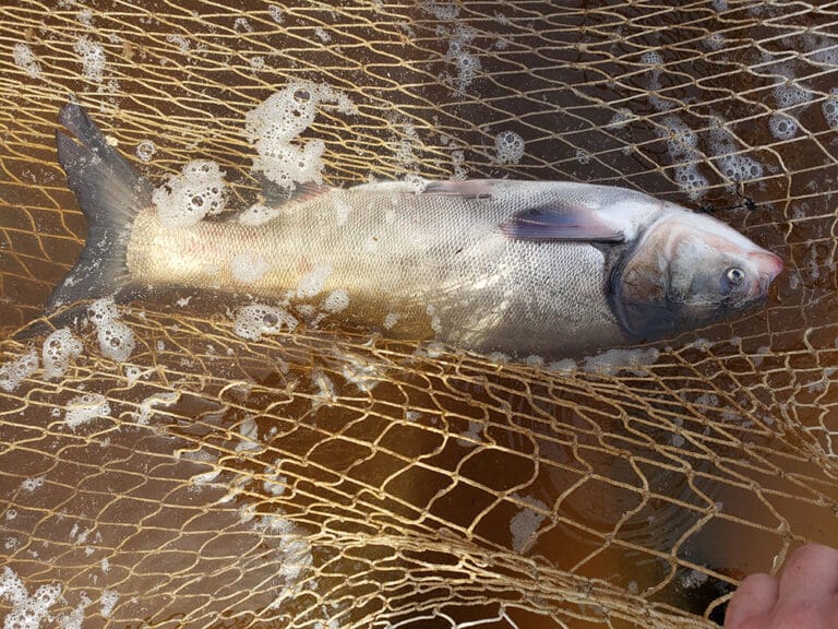 Invasive silver carp captured in St. Croix River - Outdoor News