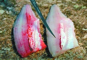 Blood from the cut: How to make fish taste better - Outdoor News