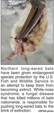 Feds list long-eared bats as endangered - Outdoor News