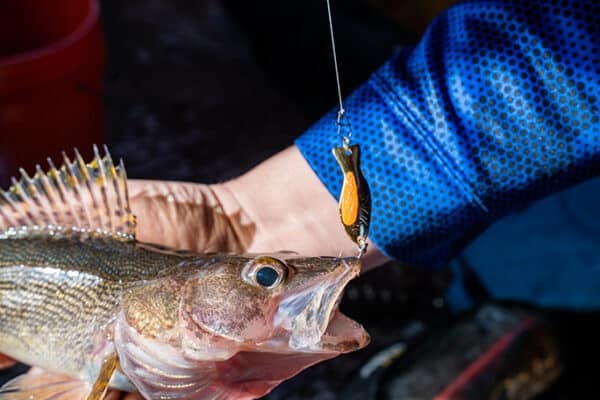 Learn the life cycle of the walleye to catch more fish - Outdoor News