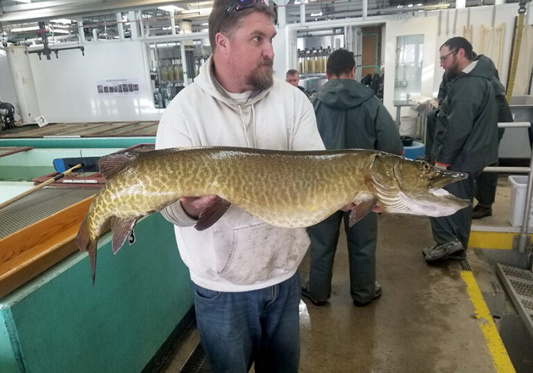The story of a 21-year-old true wanderer muskie - Outdoor News