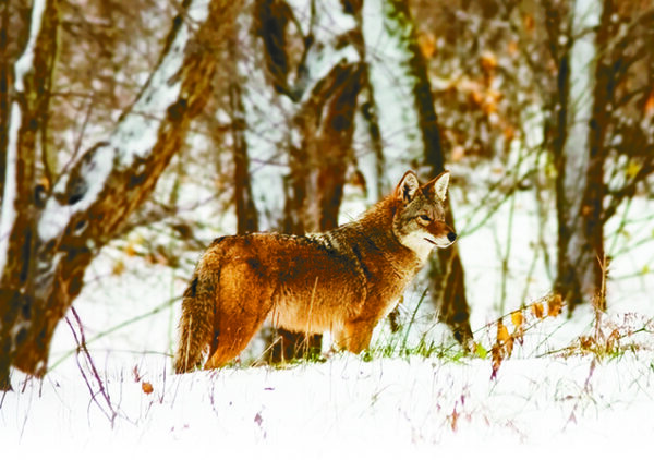 Wily ways to hunt wintertime coyotes in forests and woodlands - Outdoor ...