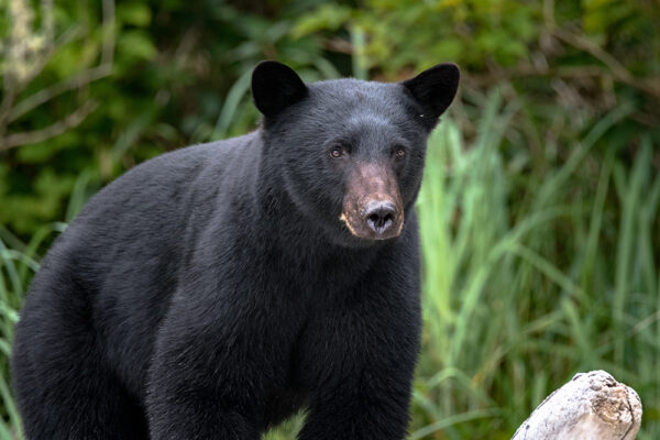 New York's 2022 black bear harvest falls just below average - Outdoor News