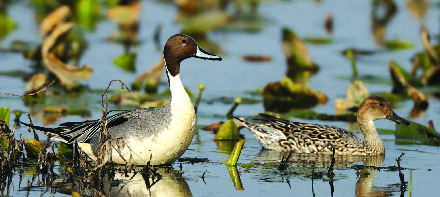 Illinois DNR’s Duck Stamp grants are awarded - Outdoor News