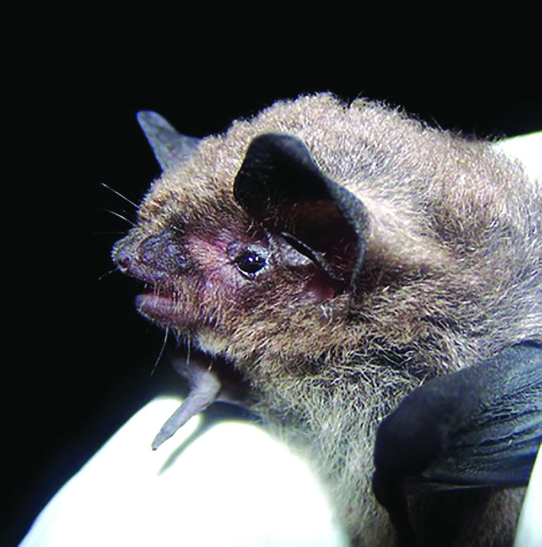 Bats slowly rebounding at some spots in Pennsylvania - Outdoor News