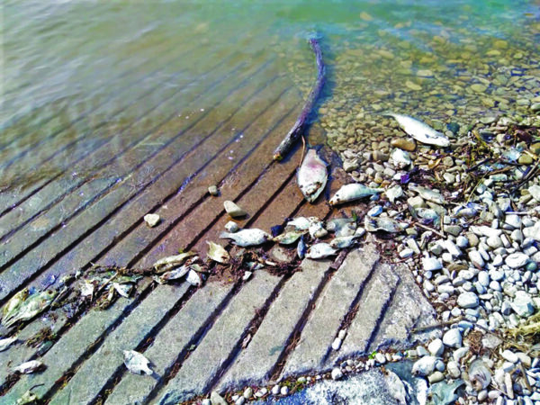 VHS confirmed in East Harbor fish kill on Lake Erie - Outdoor News