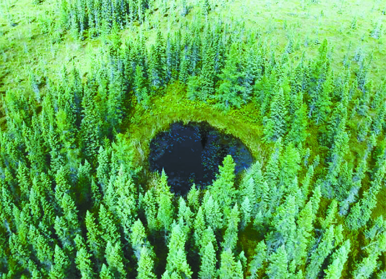 Minnesota DNR releases new draft plan for Red Lake Wildlife Management ...