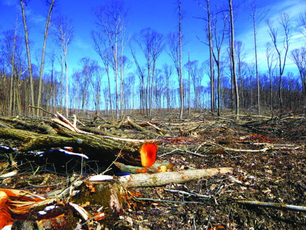 A new direction in Pennsylvania's state park management - Outdoor News