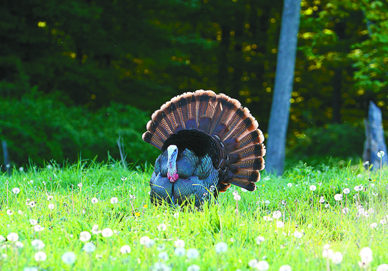 Ohio's early turkey kill this spring in good standing - Outdoor News