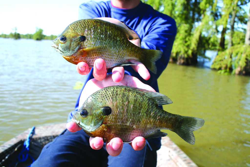 WI Daily Update: Here's how to get shy fish to strike - Outdoor News