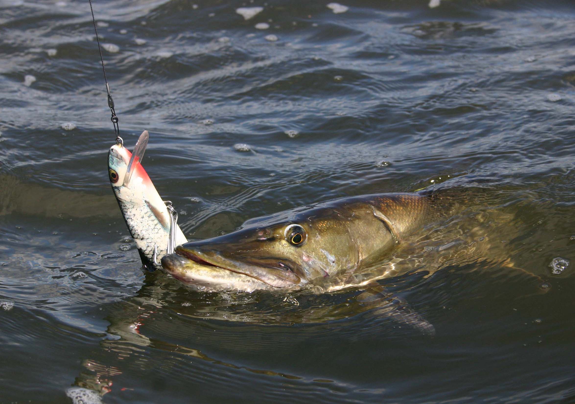 ‘Muskie Awakening’ offers hope to Illinois anglers wanting to restore ...