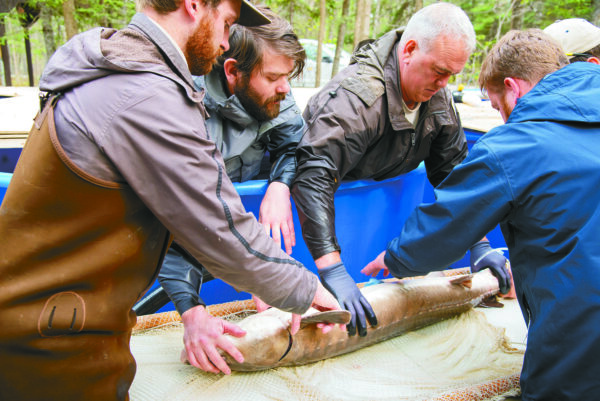 Lake sturgeon eggs from Minnesota's Rainy River key to restoration ...