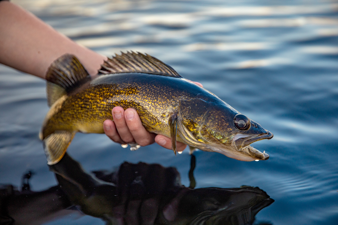 WI Daily Update: Using snap weights to get deep-water walleyes ...