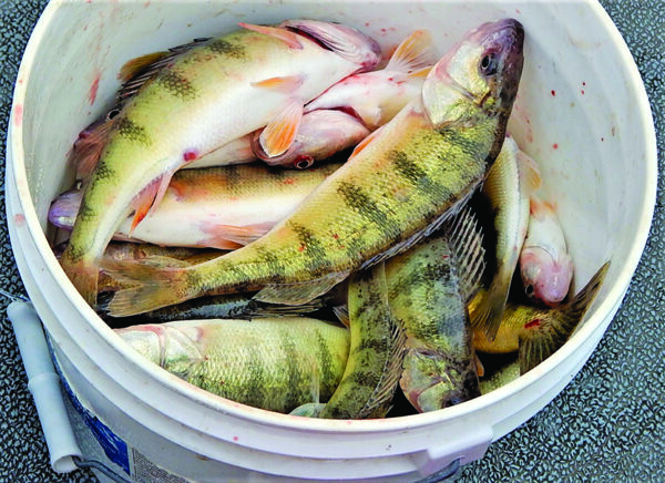 Ohio fish biologists report on status of Lake Erie - Outdoor News