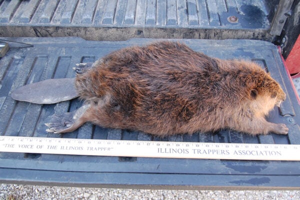 Beaver: Here's how they go from a pelt to a Stetson - Outdoor News