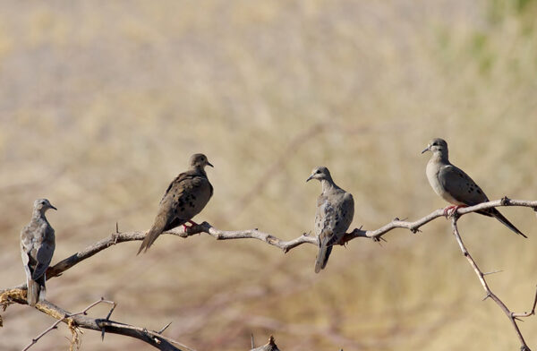 Pennsylvania dove hunting created great memories afield - Outdoor News