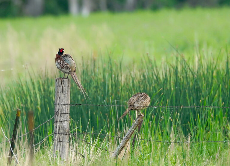 Spring counts for pheasants, waterfowl out of North Dakota show growing ...
