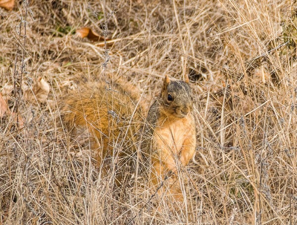 Squirrel hunting: A great way to build a lifelong hunter - Outdoor News