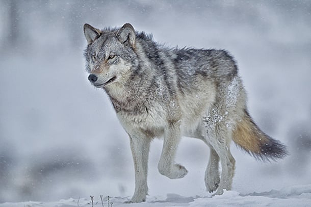 ‘Guidance’ in revised Wisconsin plan suggests room for 1,200 wolves ...
