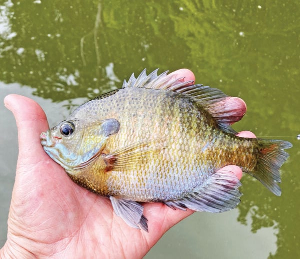Rocky outcrops attract fish: Here's how to fish them - Outdoor News