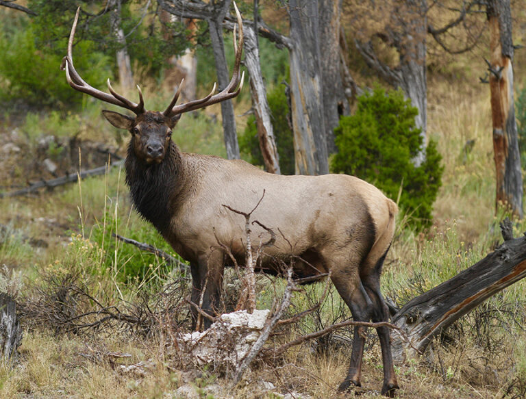 Minnesota's elk-hunting season kicks off Sept. 9 in northwest: Here's ...