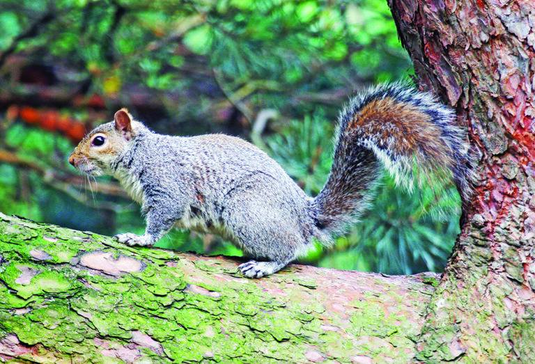 MN Daily Update: Shotgun or a .22 rifle for squirrels? Here's a tip ...