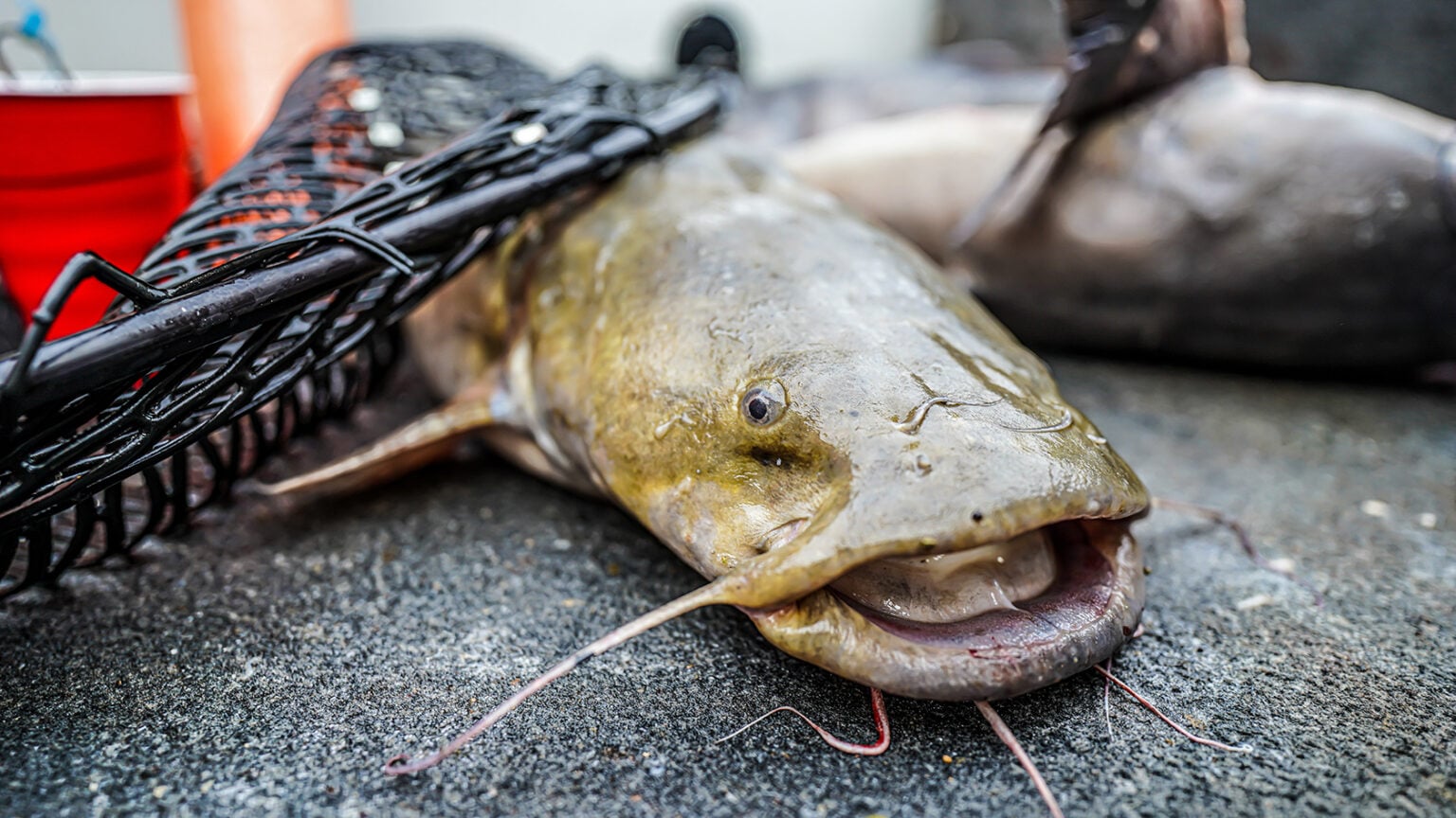 Beyond Minnesota: In Georgia, flathead catfish are invading - Outdoor News