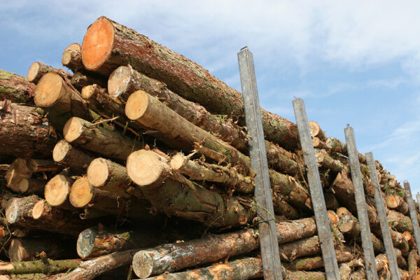 Timber sales from Iowa's state parks, forests top $680,000 - Outdoor News