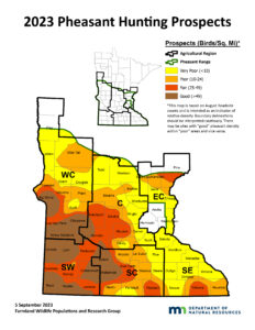 Minnesota's 2023 pheasant hunt: Are hunters in for a big season ...
