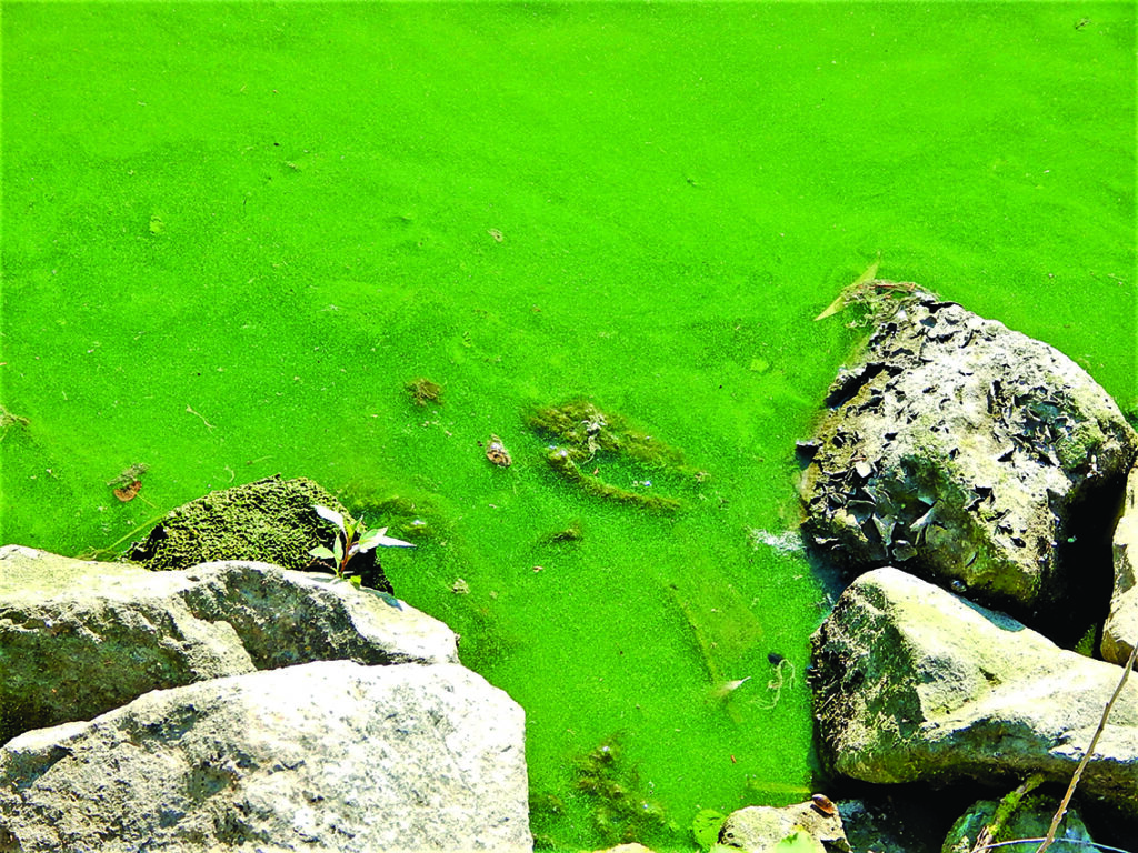Year's final algae bloom assessment on Western Basin of Lake Erie rated ...