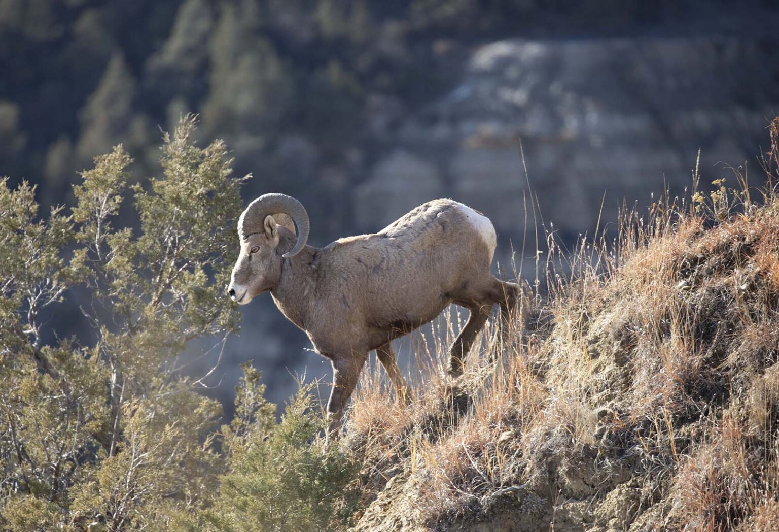 Latest survey reveals record 347 North Dakota bighorn sheep in state's ...