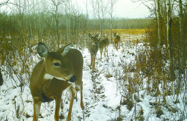 Longer late deer seasons set for Pennsylvania's new CWD DMAP unit ...