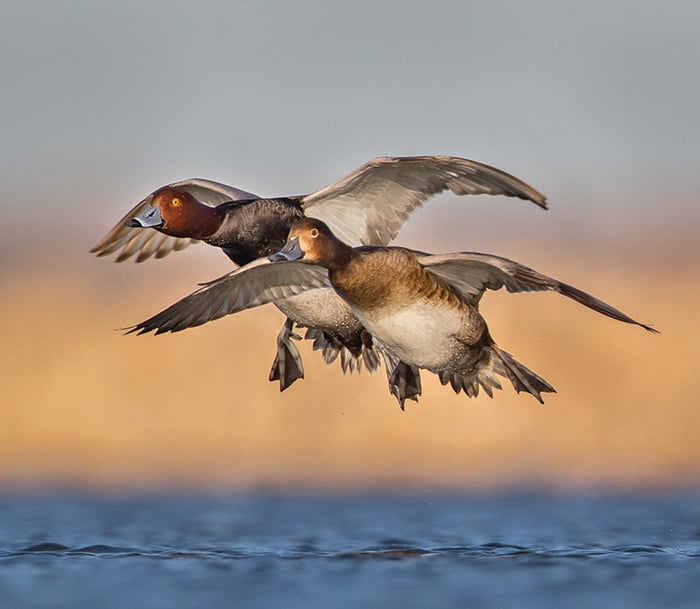 Commentary: Delta Waterfowl initiative aims to work with farmers to ...