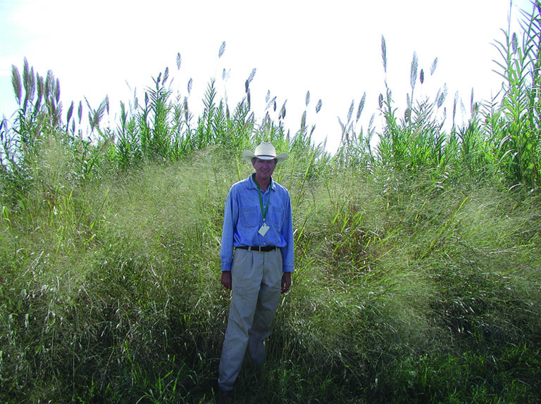 Higher yielding varieties of switchgrass could mean more wildlife ...