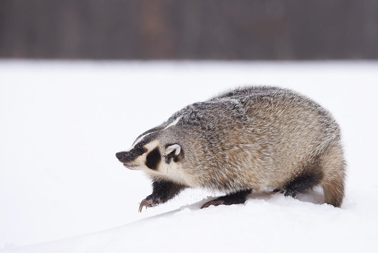Nature Smart: Better understand the All-American Badger - Outdoor News