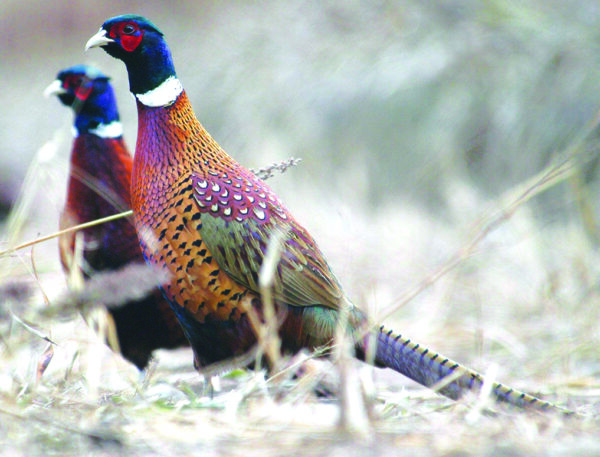 Avian influenza strikes pheasant hunting preserve in Pennsylvania ...