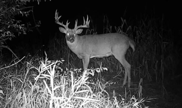 Sixty-six straight days of hunting pays off with 190-class whitetail ...