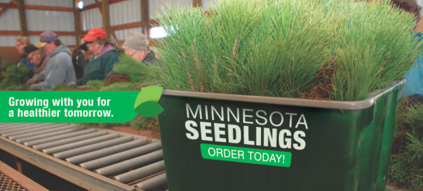 MN Daily Update: Buy trees from the Minnesota State Forest Nursery ...