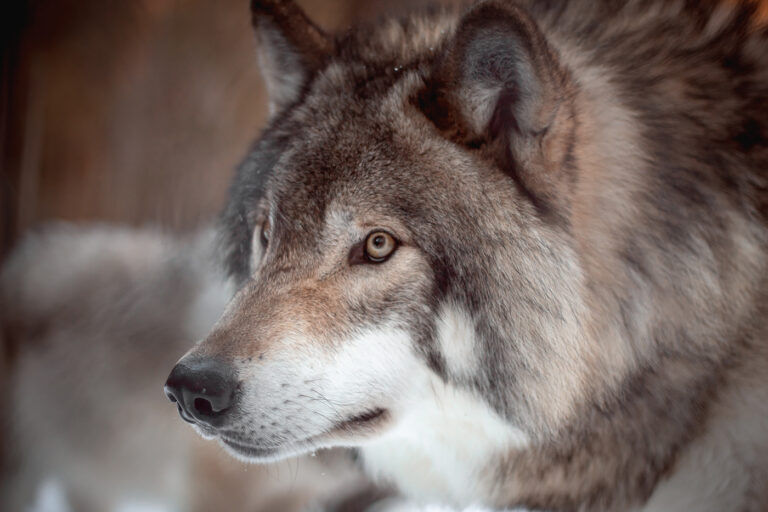 Gray wolf found dead on the northwest edge of Davenport, Iowa - Outdoor ...