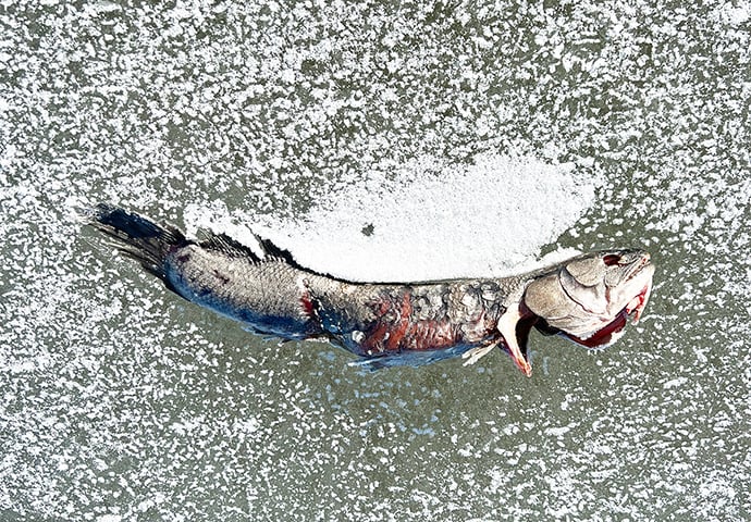 Steve Griffin: Show a little respect for the lowly dogfish - Outdoor News